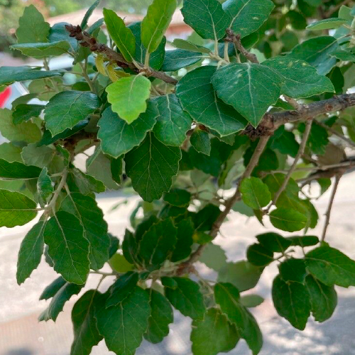 OkGarden.cl